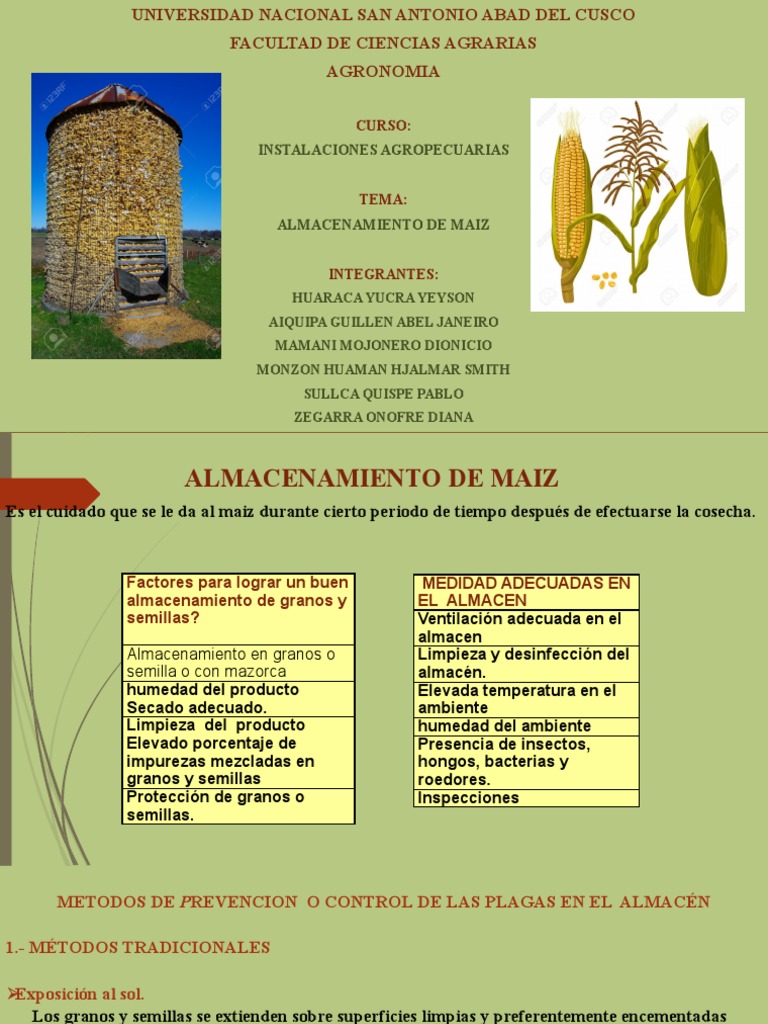 Presentación Maiz Insta | PDF | Maíz | Semilla