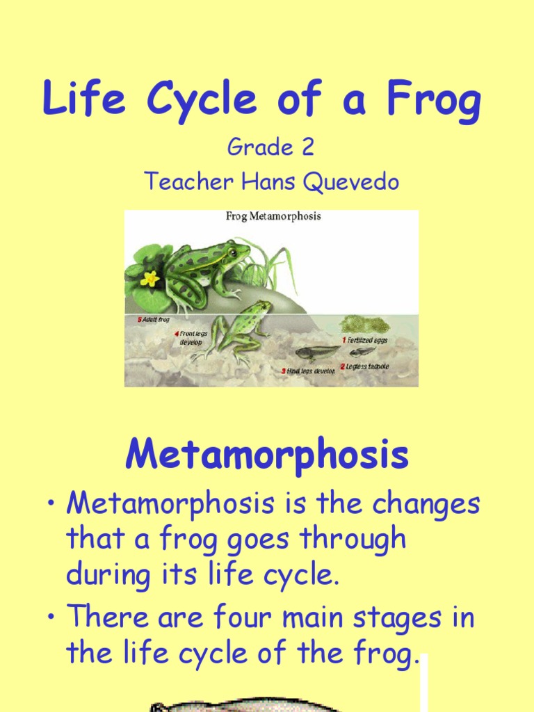 Frog Life Cycle for Grade 2 | PDF