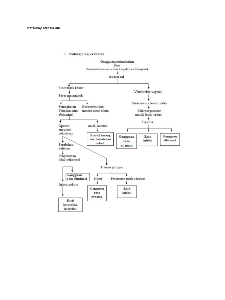 Pathway Atresia Ani Pen Hisprung | PDF