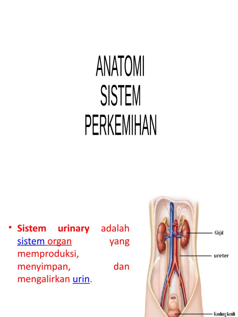 Anatomi Saluran Kemih & Pemeriksaan Diagnostik | PDF