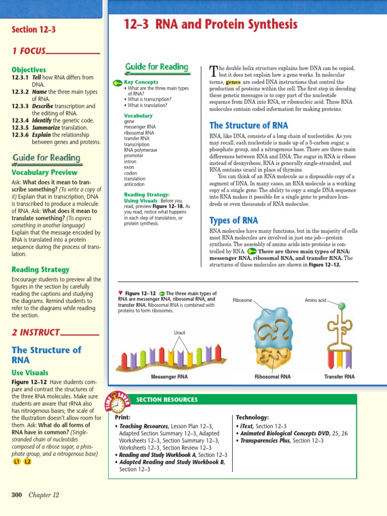12-3 RNA and Protein Synthesis: 1 Focus | PDF | Rna | Translation (Biology)