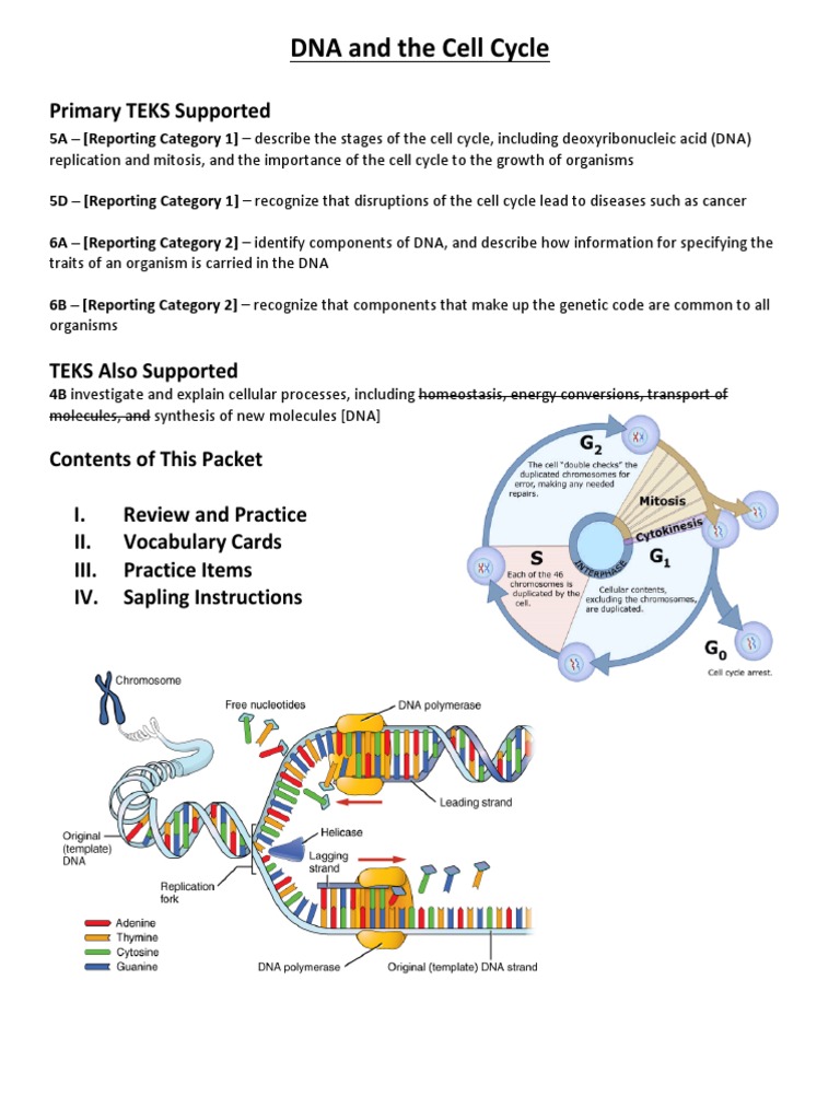 Cell Cycle Guide 2 | PDF | Dna | Mitosis