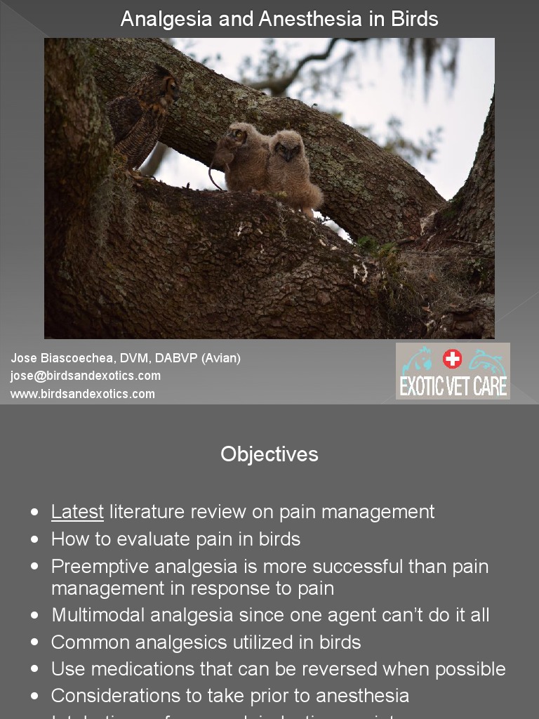Analgesia and Anesthesia in Bird | PDF | Analgesic | Anesthesia
