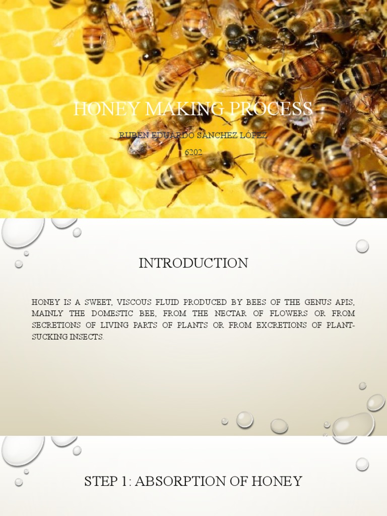 Honey Making Process | PDF | Honey | Honey Bee