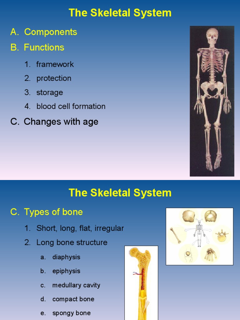 The Skeletal System: A. Components B. Functions | PDF | Bone | Osteoblast