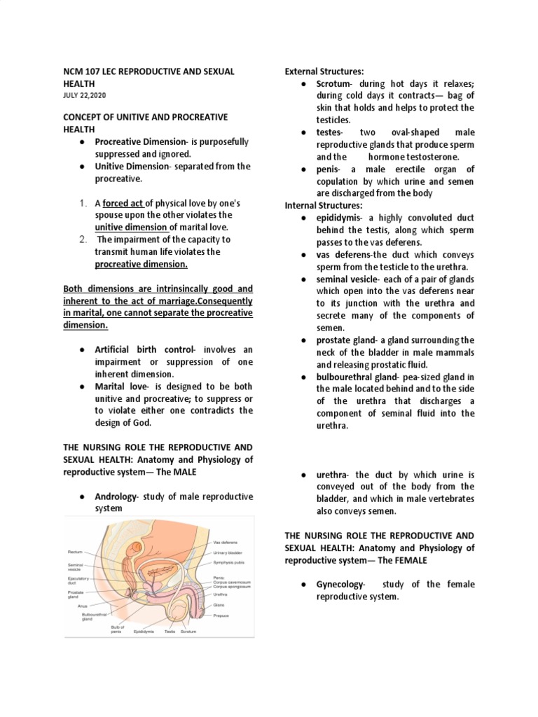 Reproductive Health: Anatomy & Cycle Insights | PDF | Menstrual Cycle ...