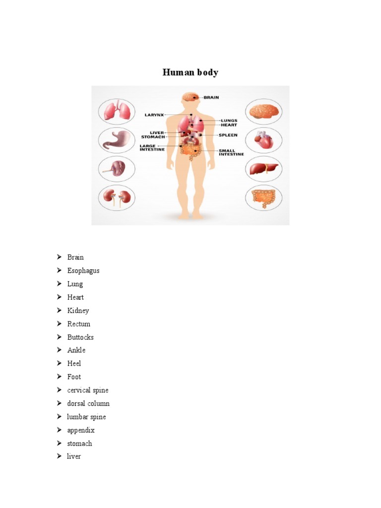 Human Body | PDF