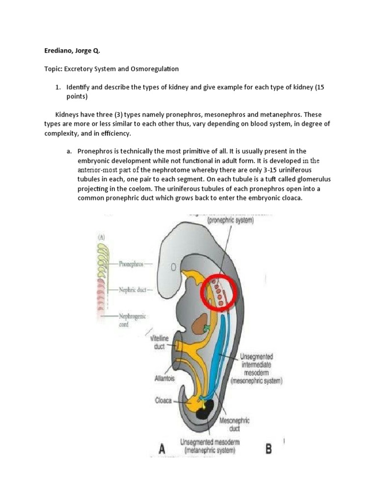Excretory System and Osmoregulation | PDF | Kidney | Urinary System