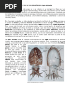 Anatomía del Calamar: Interna y Externa | PDF | Corazón | Sistema ...