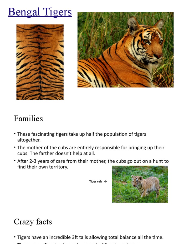 Bengal Tigers | PDF