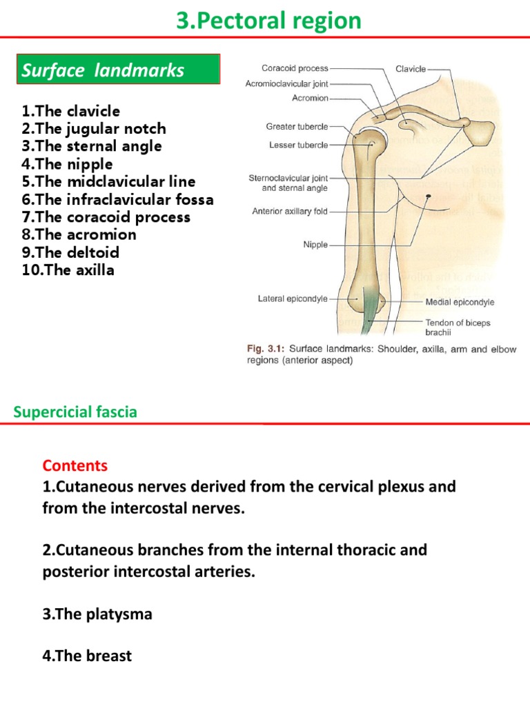 Anatomy of the Pectoral Region | PDF | Musculoskeletal System | Human ...