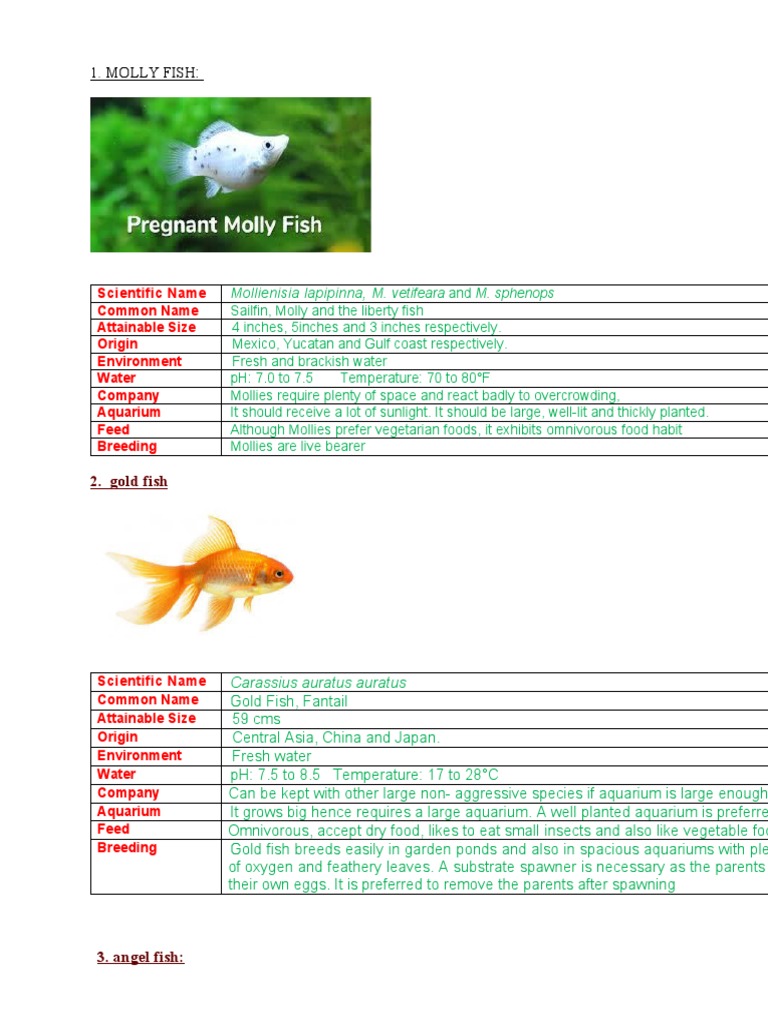 Molly Fish:: Scientific Name Common Name Attainable Size Origin ...