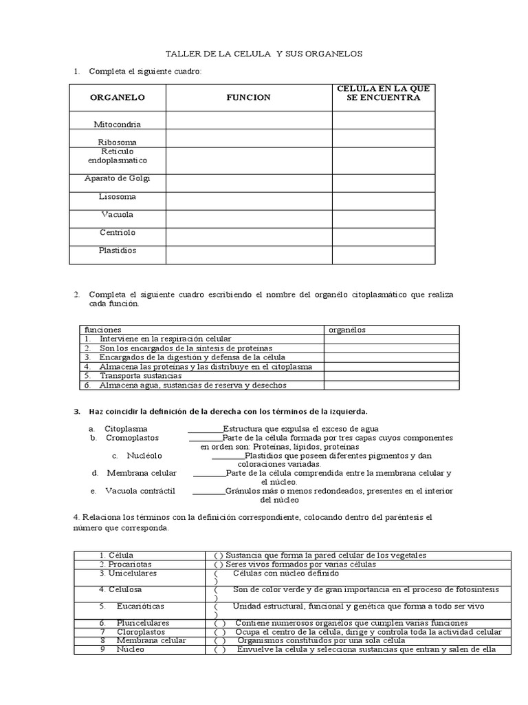 Taller de La Celula y Sus Organelos | PDF | Citoplasma | Vacuole