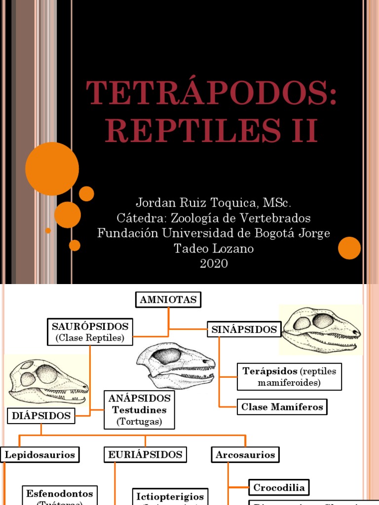 ZOOLOGÍA DE VERTEBRADOS Clase 7 Tetrápodos Reptiles II | PDF | Tortuga ...