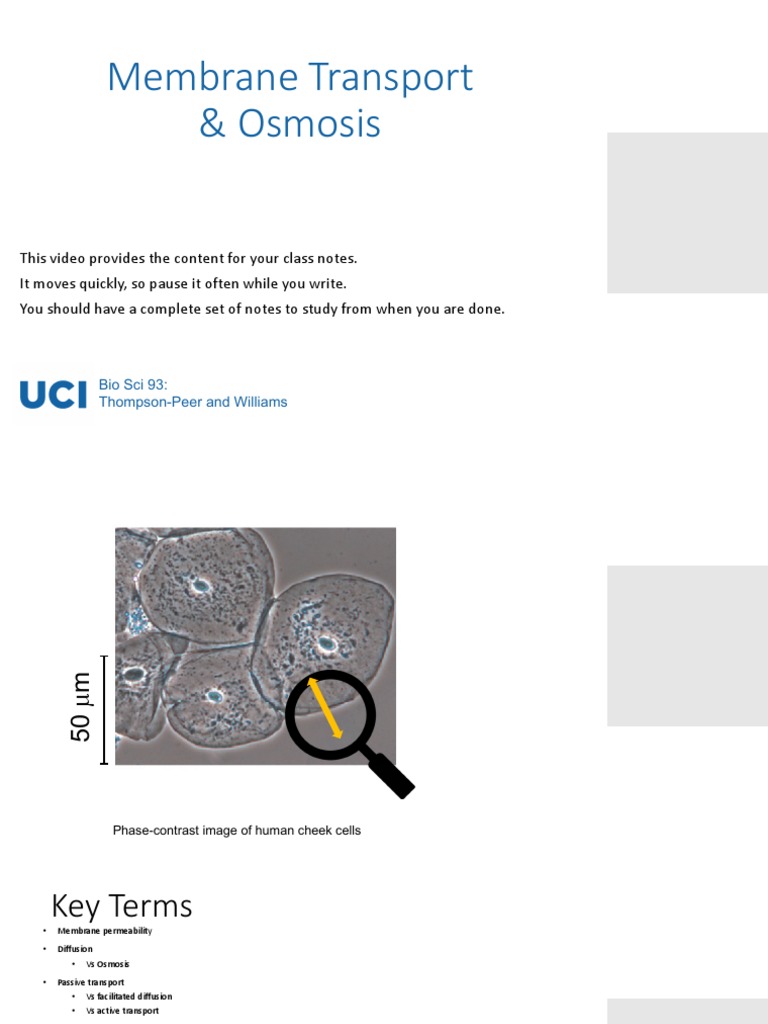 Membrane Transport and Osmosis Guide | PDF | Osmosis | Cell Membrane