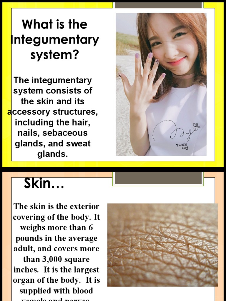 The Integumentary System Consists of The Skin and Its Accessory ...