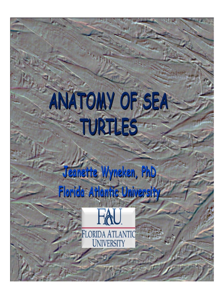 Anatomy of Sea Turtles | PDF | Turtle | Gastrointestinal Tract