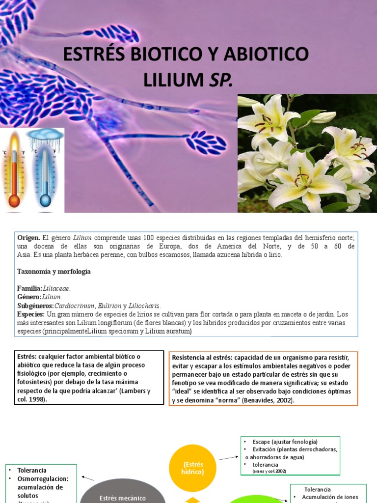 Estres Abiotico y Biotico de Lilium SP. | PDF | Plantas | Proteínas
