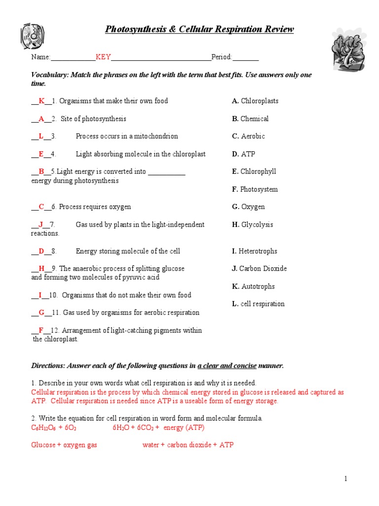 Photosynthesis & Cellular Respiration Review | PDF | Cellular ...