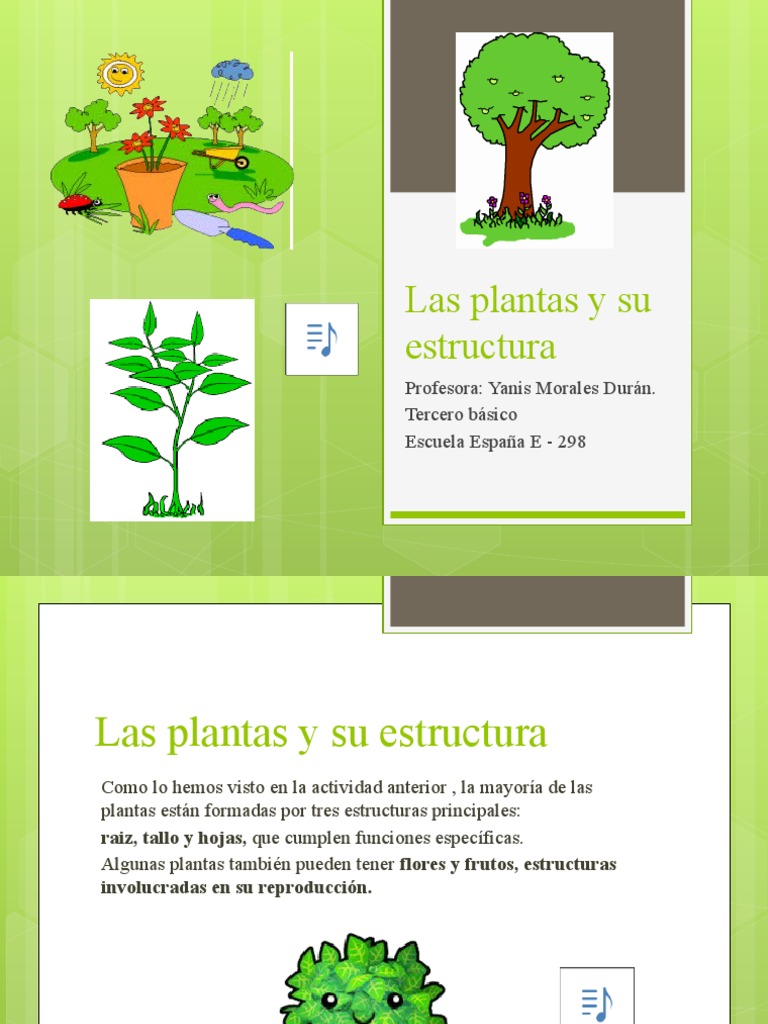 Las Plantas y Su Estructura | PDF | Ciencia y matemáticas