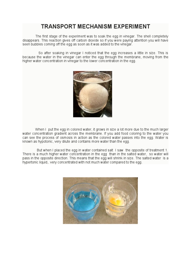 Egg Osmosis Activity Observation | PDF