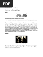 Elephant GI Anatomy & Physiology | PDF | Gastrointestinal Tract | Digestion