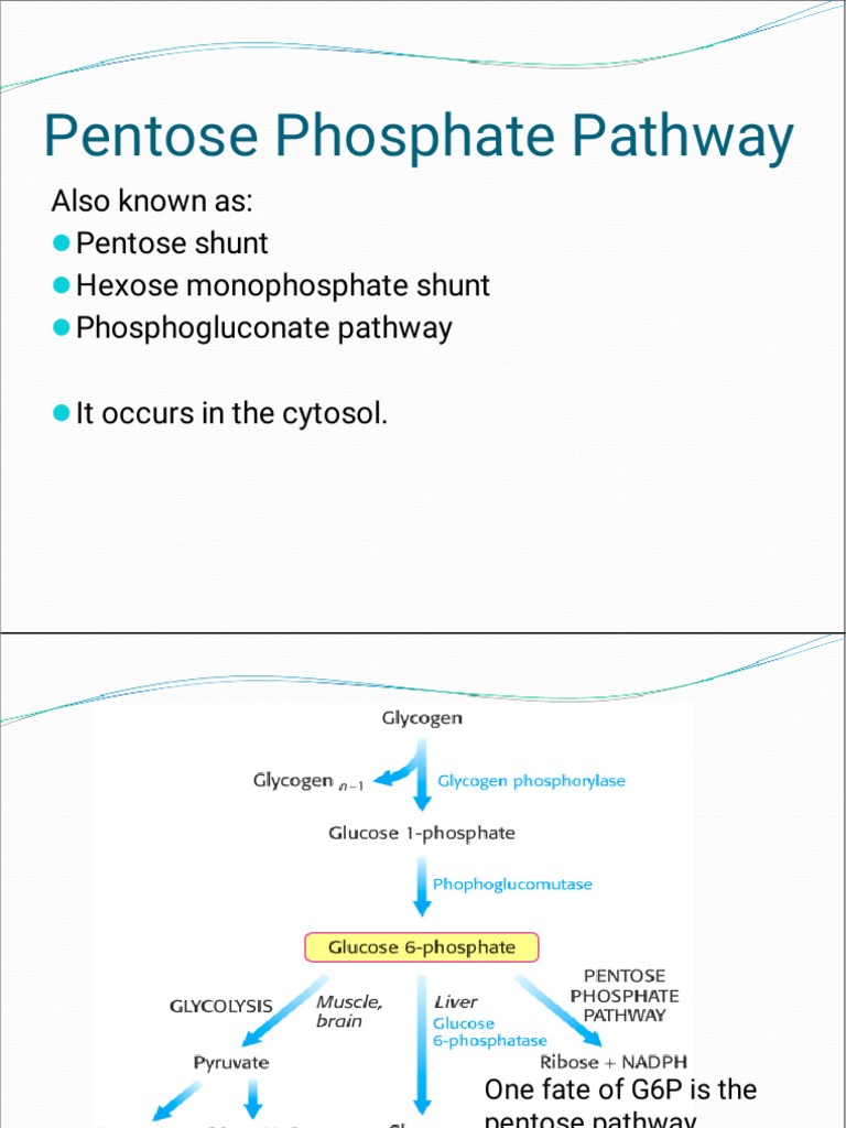Pentose Phosphate Pathway | PDF | Glycolysis | Nicotinamide Adenine ...