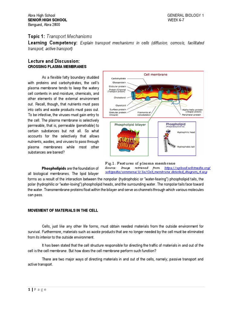 General Biology 1 | PDF | Cell Membrane | Osmosis