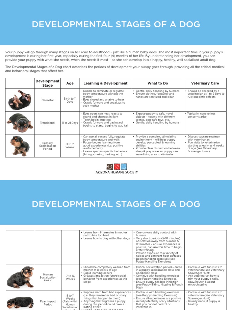 Developmental Stages of A Dog: Development Stage Age Learning & Development What To Do ...