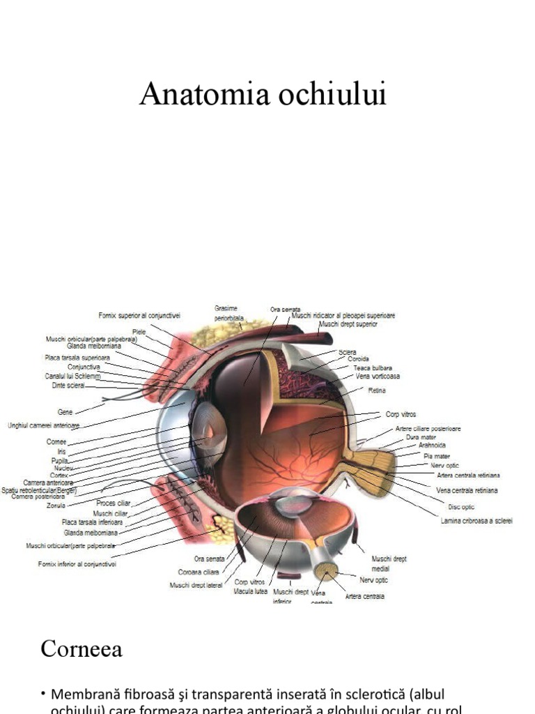 Anatomia Ochiului | PDF