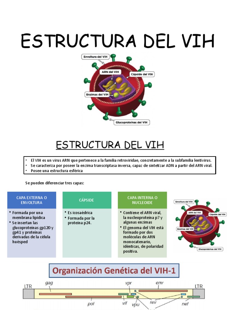 Estructura Del Vih | PDF