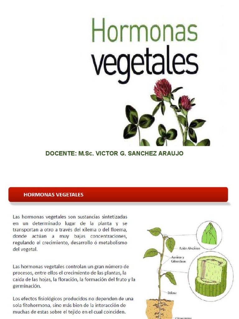 Hormonas Vegetales y Animales | PDF