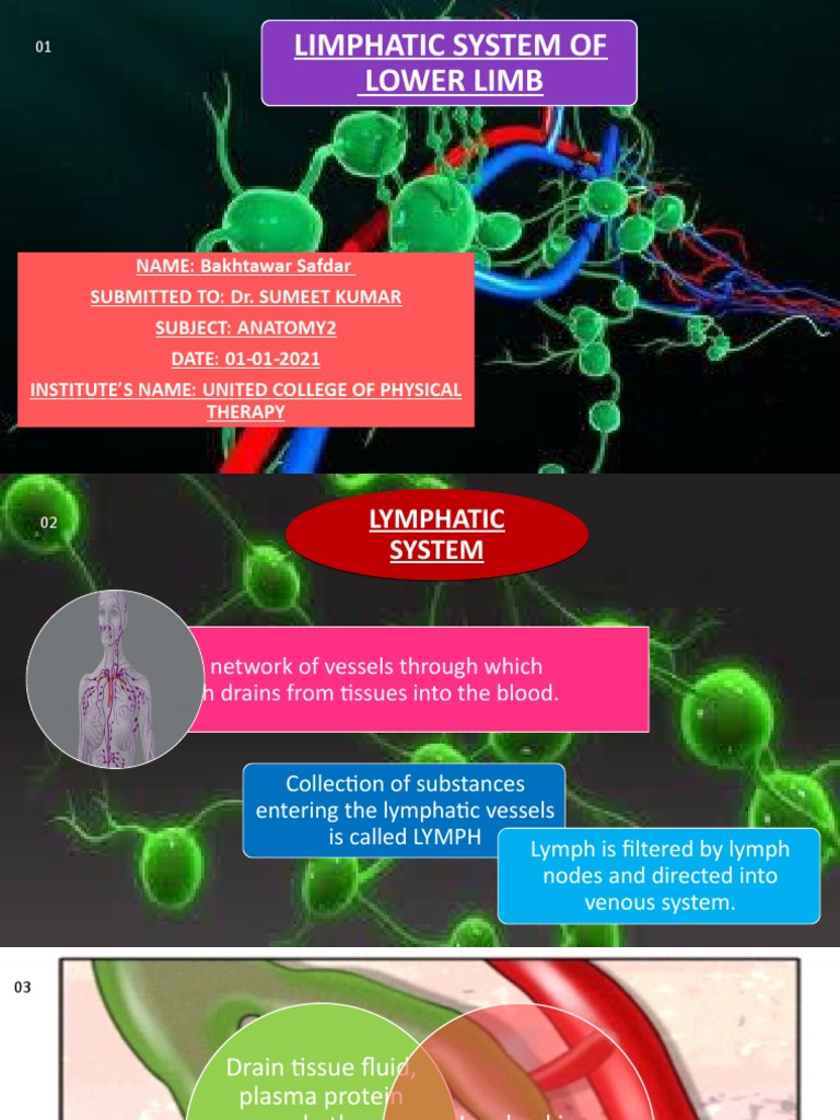 ANATOMY2 | PDF | Human Leg | Lymph