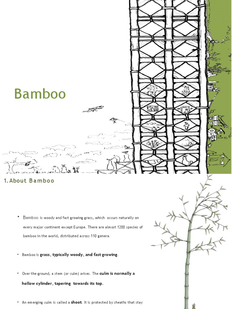 BAMBOO | PDF | Bamboo | Fibers