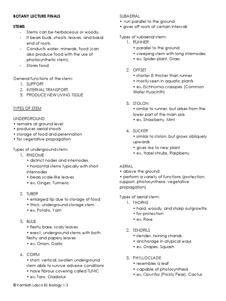 Overview of Plant Stem Structures | PDF | Leaf | Plant Stem