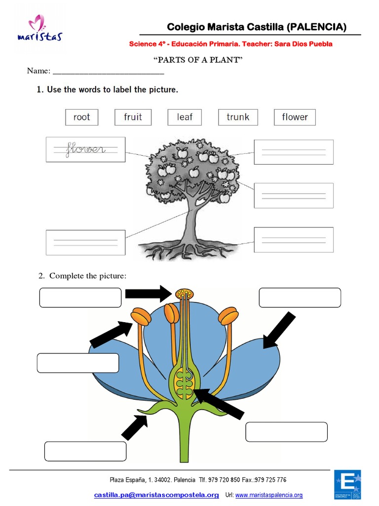 Activity 2 - Parts of A Plant | PDF