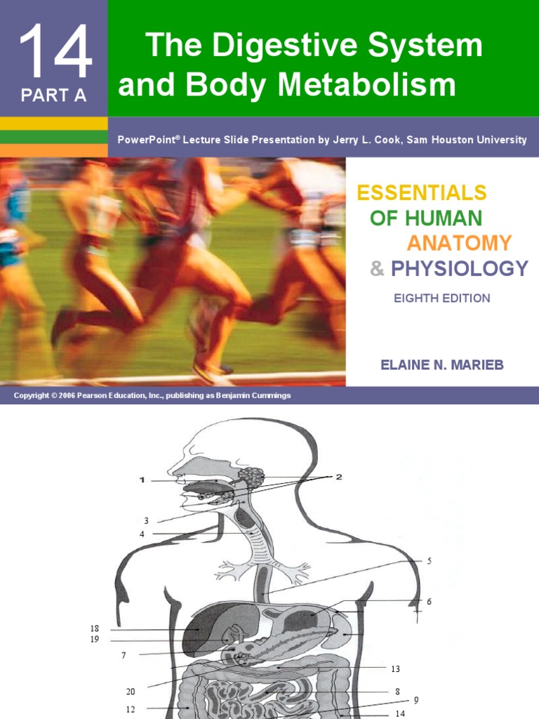 The Digestive System and Body Metabolism: Essentials | PDF | Small ...