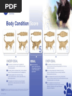 Body Condition Score Charts Cat and Small Dog | PDF | Abdomen | Pelvis