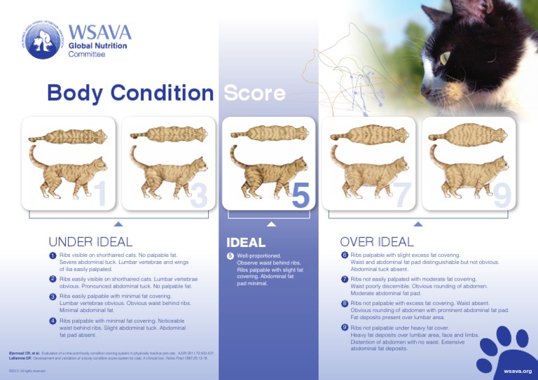Cat Body Condition Scoring 2017 | PDF | Abdomen | Human Anatomy