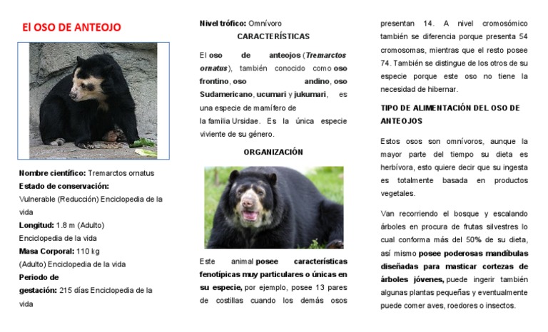 El OSO DE ANTEOJO | PDF | Osos | Organismos