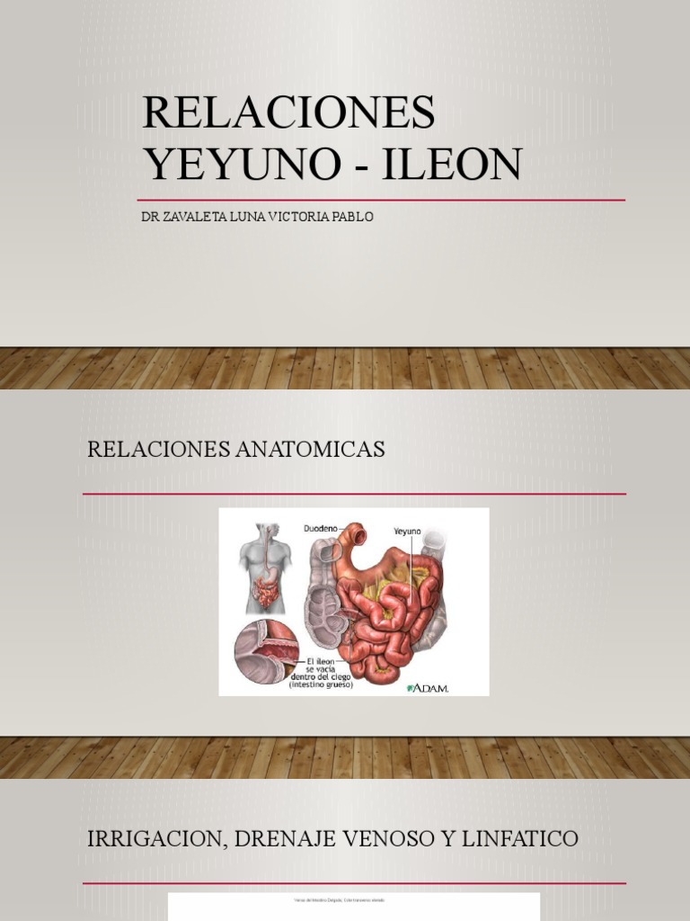 Yeyuno Ileon Anato | PDF