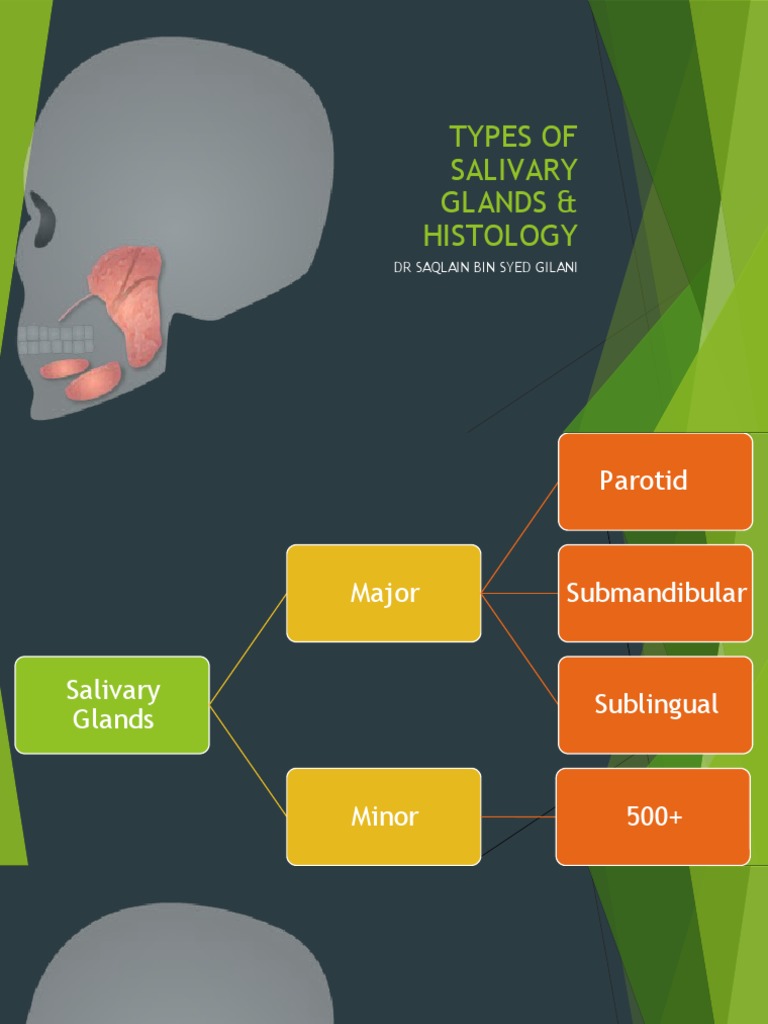 Salivary Glands Classification | PDF
