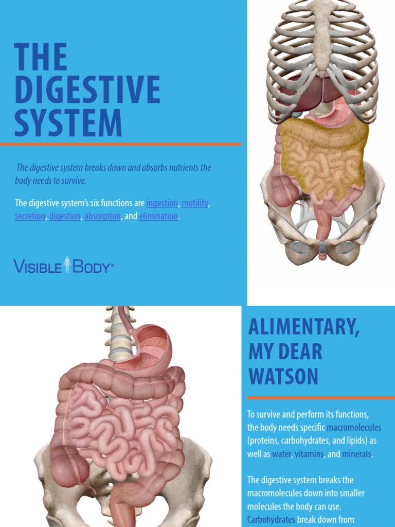 Digestive System Overview | PDF | Human Digestive System ...