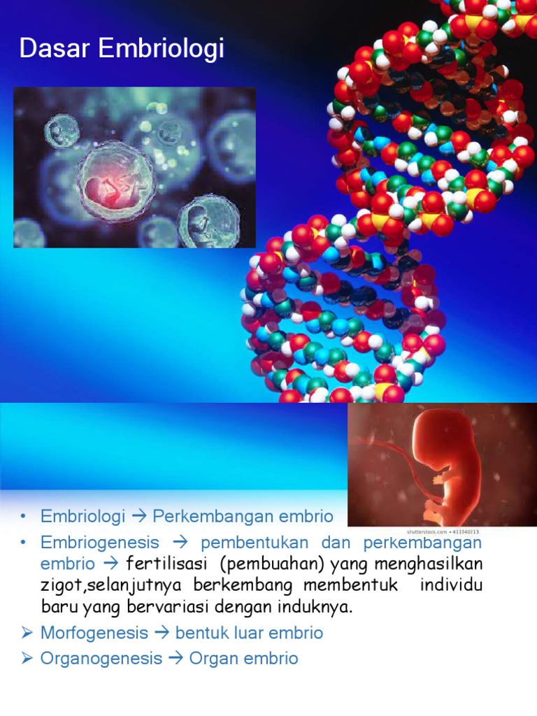 Embriologi dan Tahapan Perkembangan | PDF