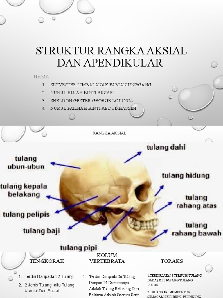 Struktur Rangka Aksial Dan Apendikular | PDF