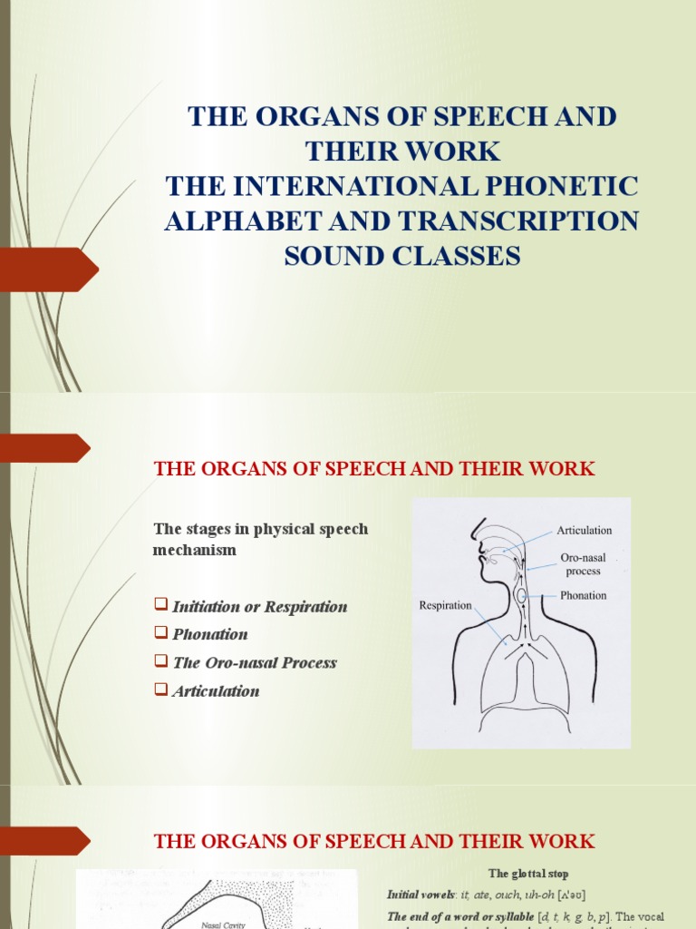 The Organs of Speech and Their Work. IPA - Sound Classes | PDF ...