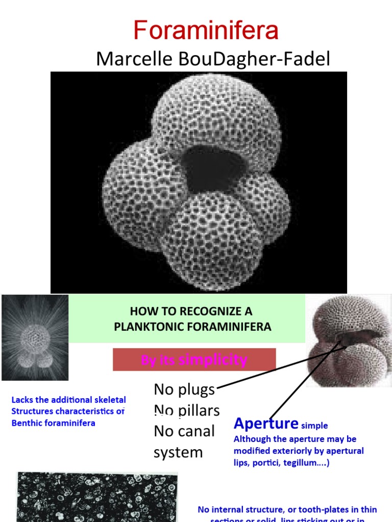 Planktonic Foraminifera | PDF | Benthic Zone | Plankton
