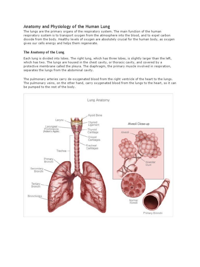 Anatomy and Physiology of The Human Lung | PDF
