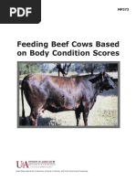 Body Condition Scoring (BCS) Dairy | PDF | Dairy Cattle | Livestock