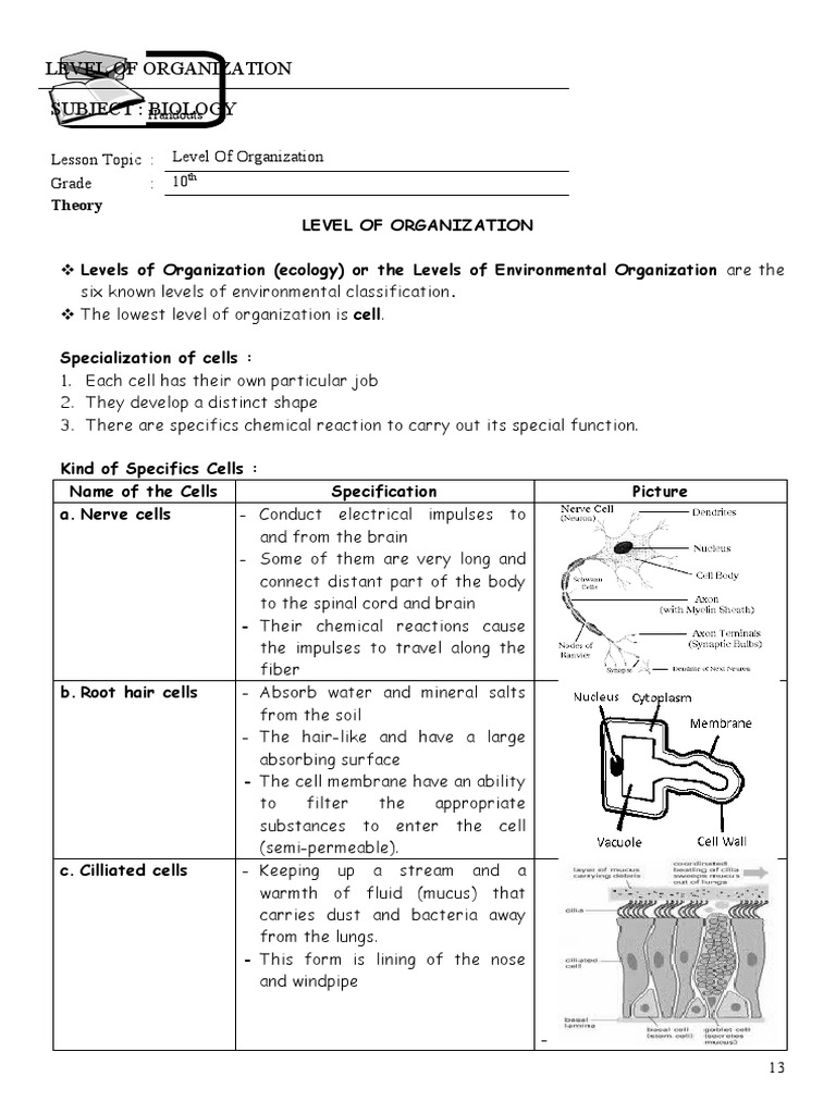 Level of Organization + Prac Worksheets by Yasmine H | PDF | Tissue ...